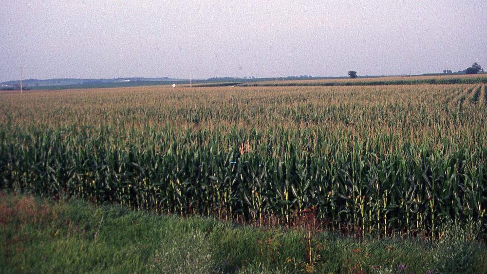 Study explores how climate change may affect rain in U.S. Corn Belt ...