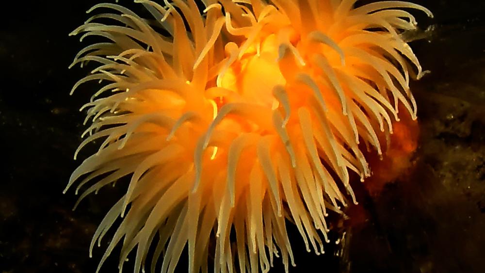 Nerve-cell signaling traced back to common ancestor of humans and sea ...