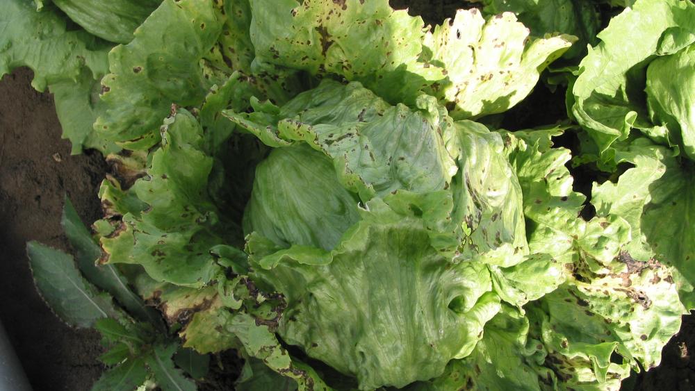 Plant pathologists at Penn State to aid investigation into lettuce ...