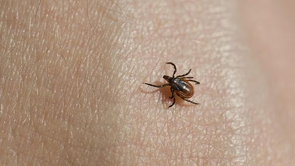 Q&A: Tips to protect against ticks | Penn State University