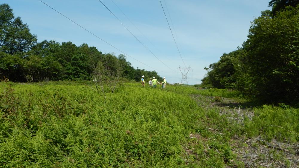 TREE Fund grant allows right-of-way research to continue | Penn State ...