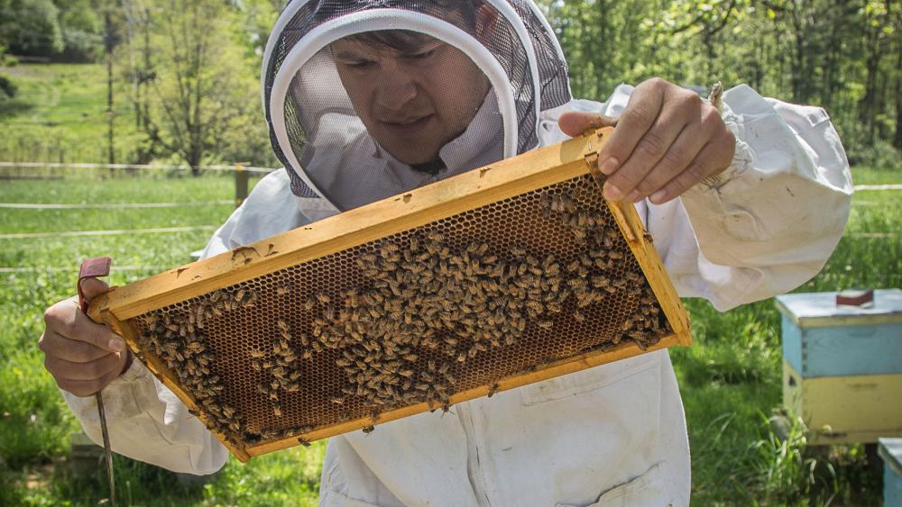 Scientists reveal core genes involved in immunity of honey bees | Penn ...