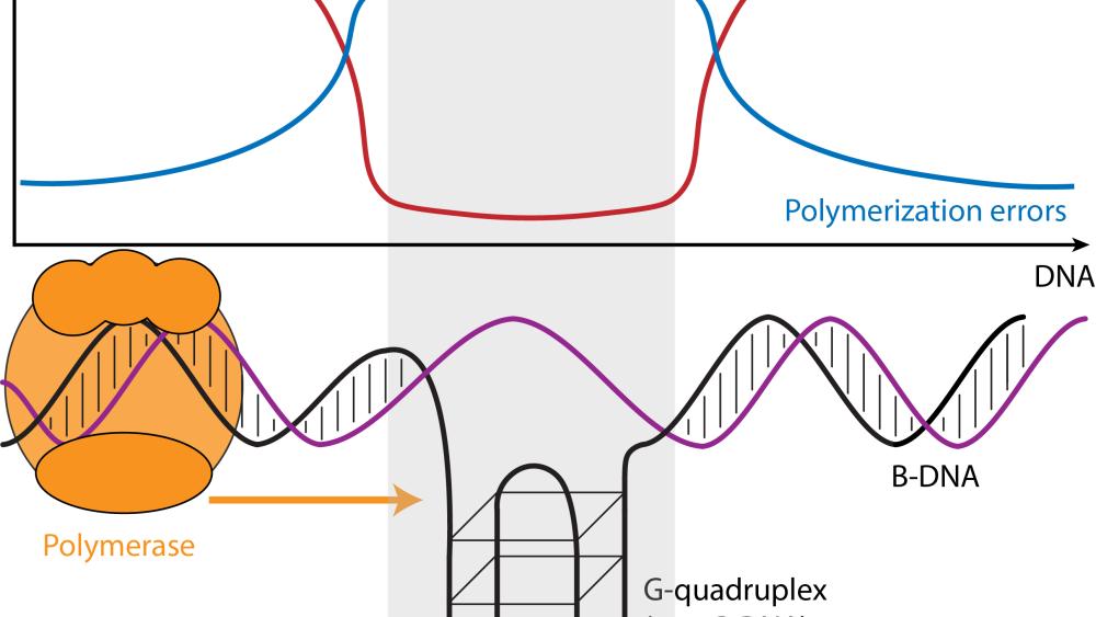DNA structure impacts rate and accuracy of DNA synthesis | Penn State ...