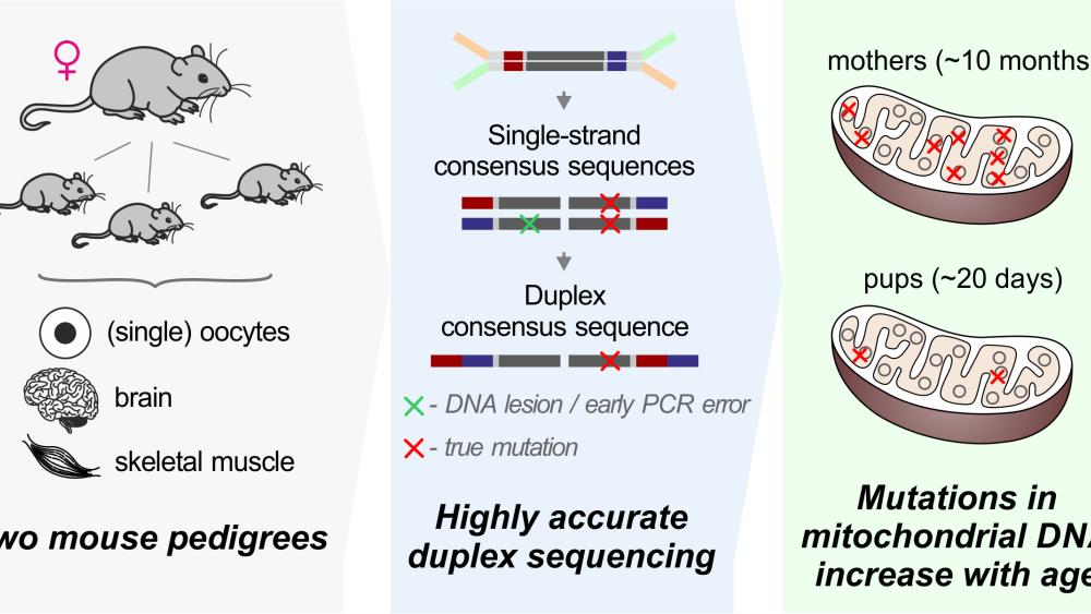New mutations accumulate in reproductive cells of older mice | Penn ...