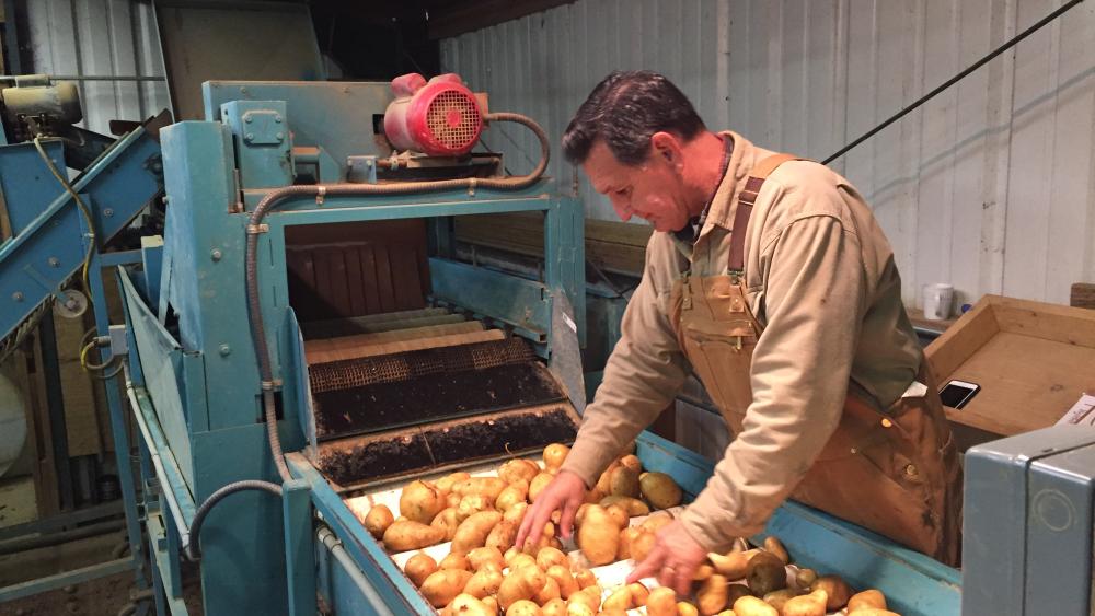 Penn State potato research program chips in with valuable insights for ...