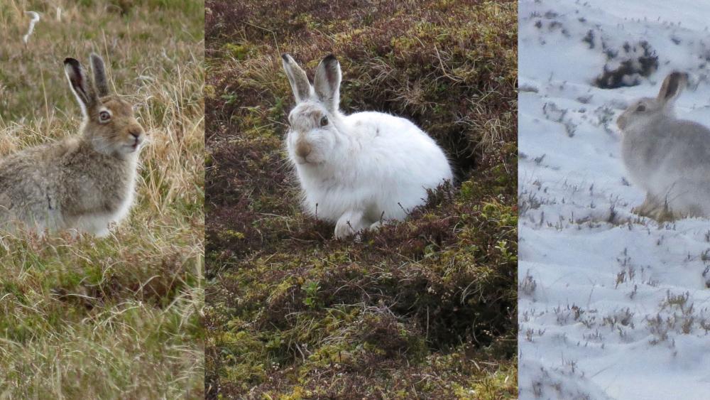 Less snowy winters produce camouflage mismatch in mountain hares | Penn ...