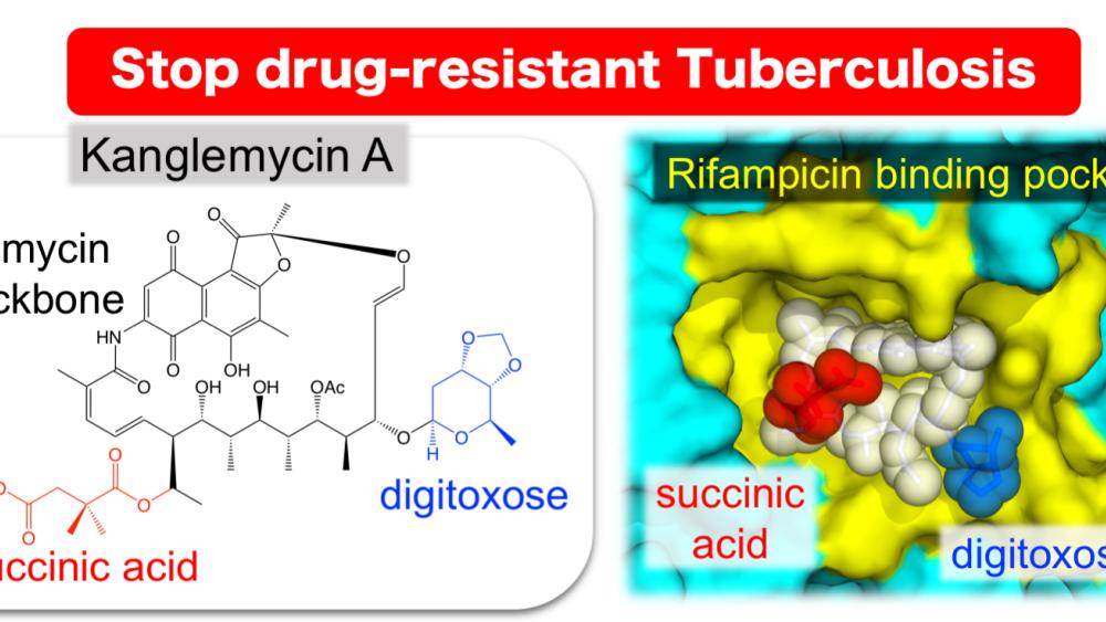 A naturally occurring antibiotic active against drug-resistant ...