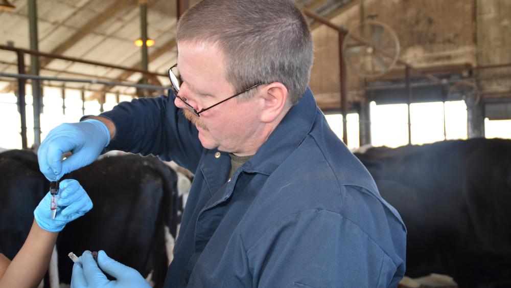 Headed for the field: Commercializing a new diagnostic test for cows ...