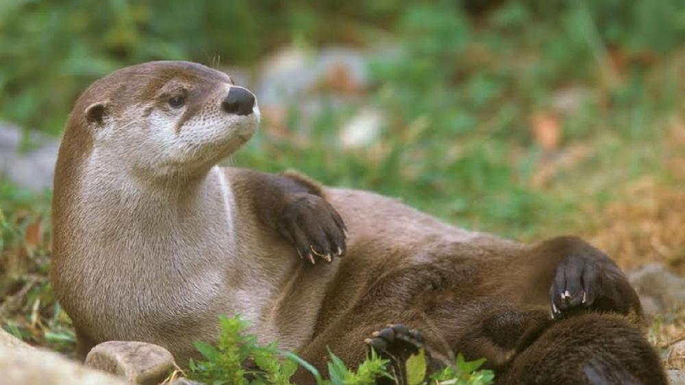 'CSI River Otters:' Animal forensics, DNA used to estimate population ...