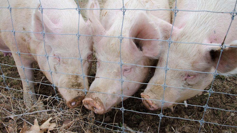 Tool can provide swine producers with early diagnosis of often-fatal ...