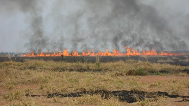 Geographer: Drought, fires impact ability of Amazon to hold carbon ...