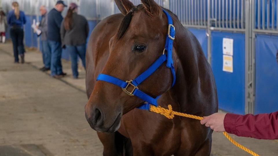 Annual Penn State Quarter Horse sale shatters records, draws large ...