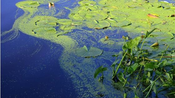 Penn State Extension offers education, testing for earthen-pond owners ...
