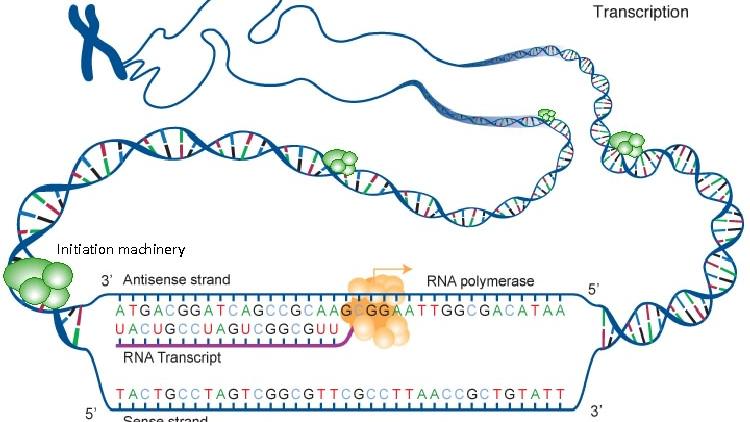 Penn State scientists discover origins of genomic 'dark matter' | Penn ...