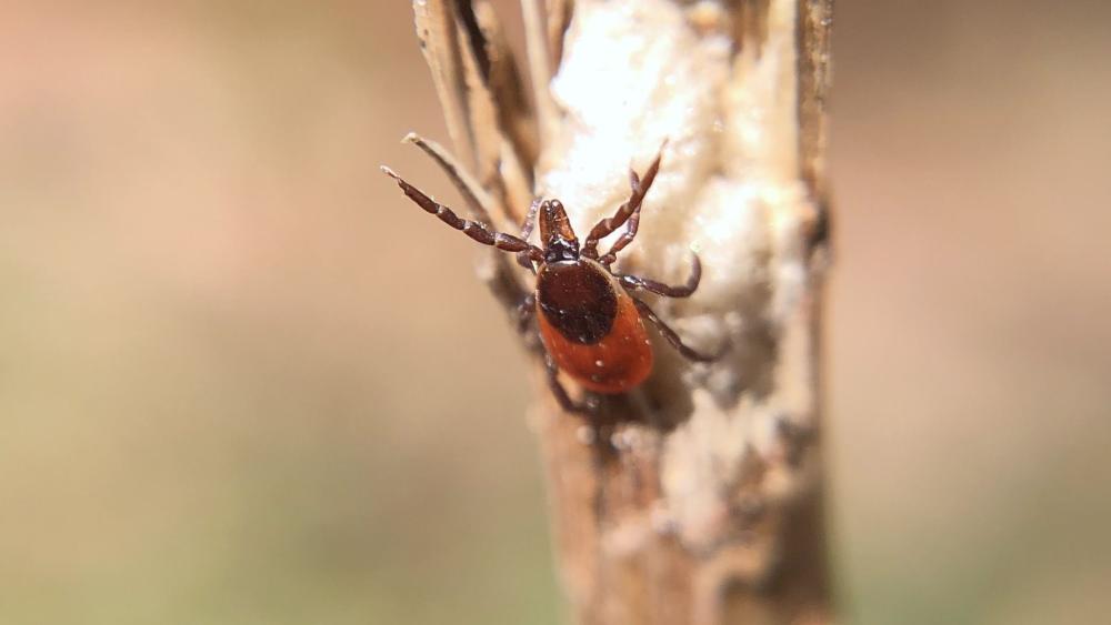 More than 100 years of data show Pennsylvania tick population shift ...