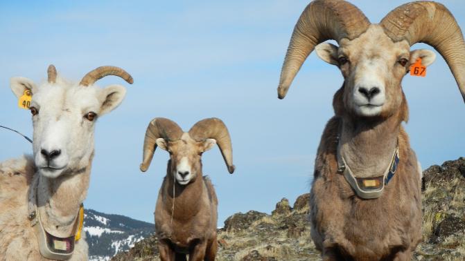 Bighorn sheep researchers launch outreach website | Penn State University