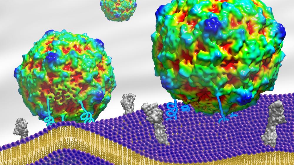 First accurate simulation of a virus invading a cell | Penn State ...