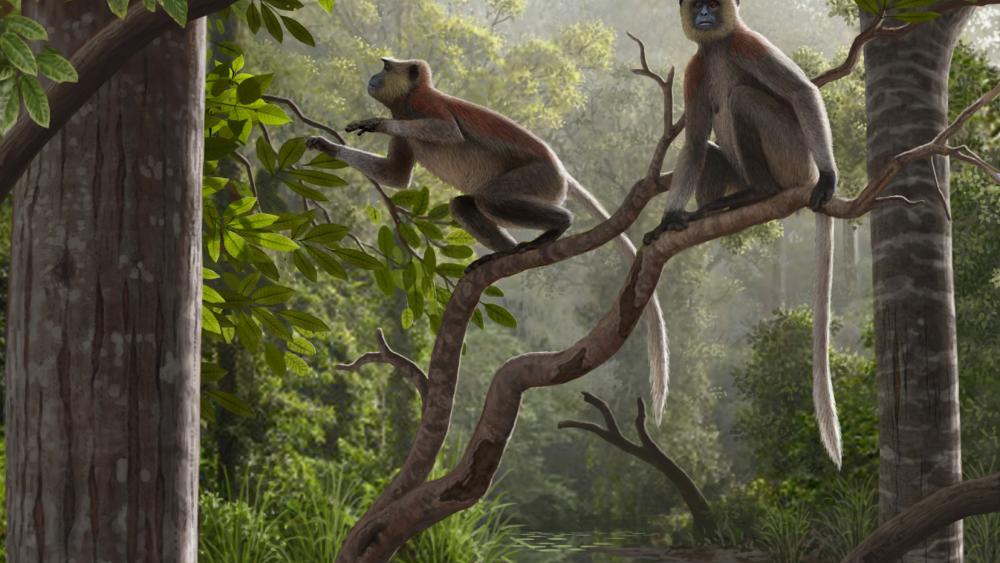Oldest monkey fossils outside of Africa found | Penn State University
