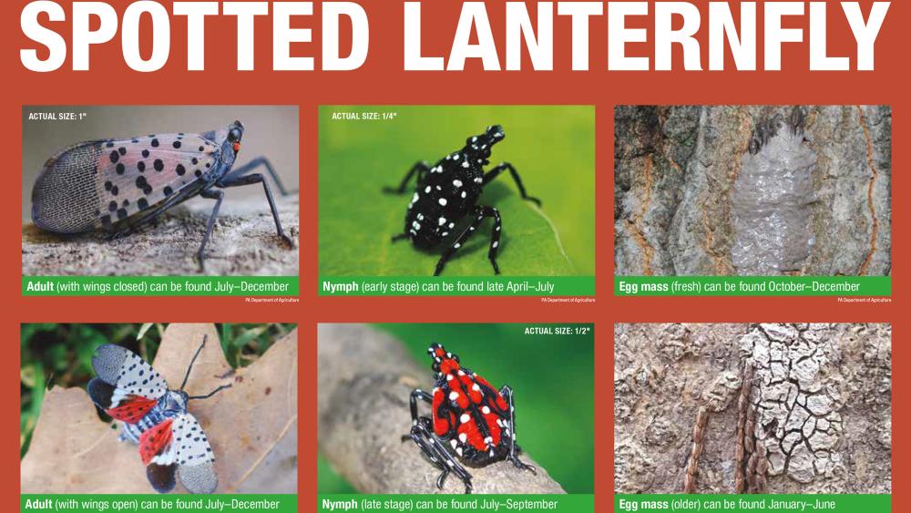 Penn State asks visitors to help 'stop the spread' of spotted ...