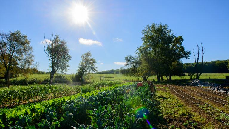 Ross Student Farm to host screening of ‘Farming While Black ...