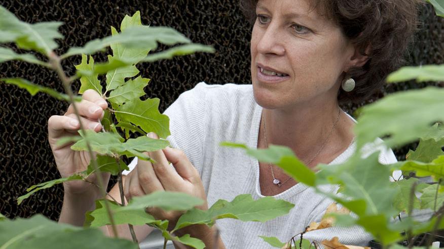 Distinguished professor wins top award from Geological Society | Penn ...