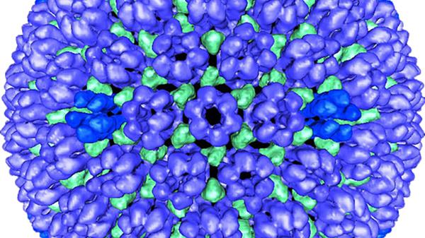 Exploring how herpes simplex virus changes when passed between family ...
