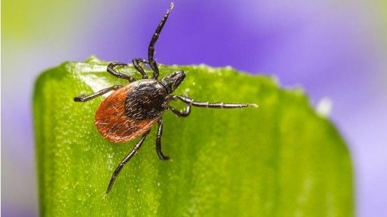 Penn State Extension webinar series highlights tick safety in ...