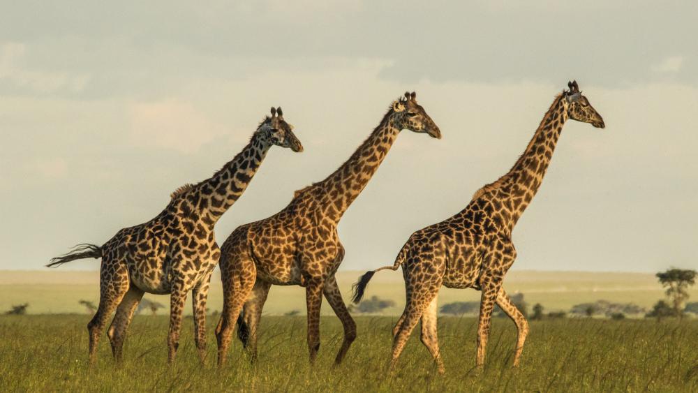 Human presence weakens social relationships of wild giraffes | Penn ...