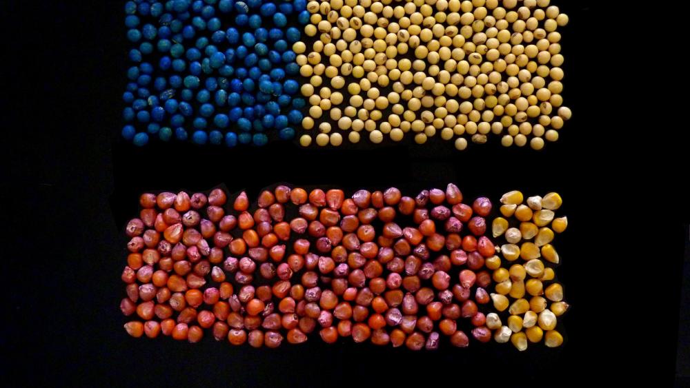 Rapid increase in neonicotinoid insecticides driven by seed treatments ...