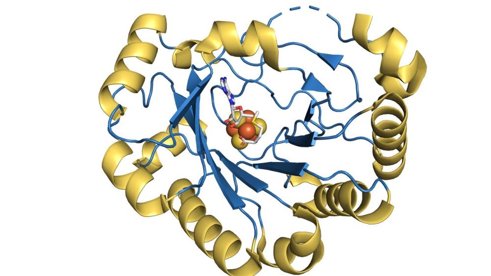 Compound made inside human body stops viruses from replicating | Penn ...