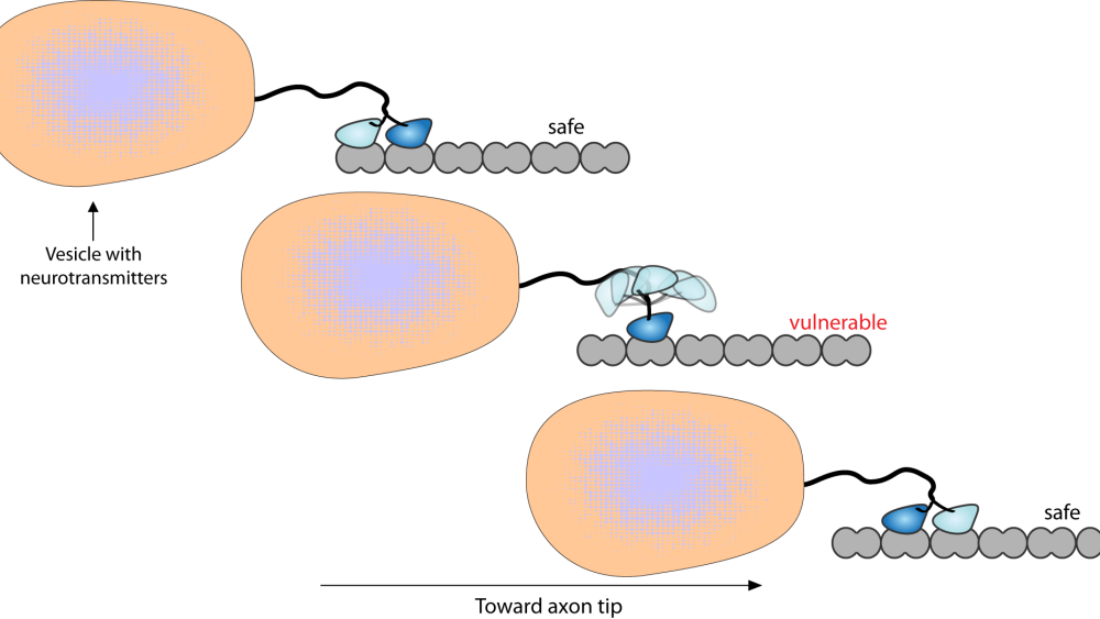 Molecular microscopy illuminates molecular motor motion | Penn State ...