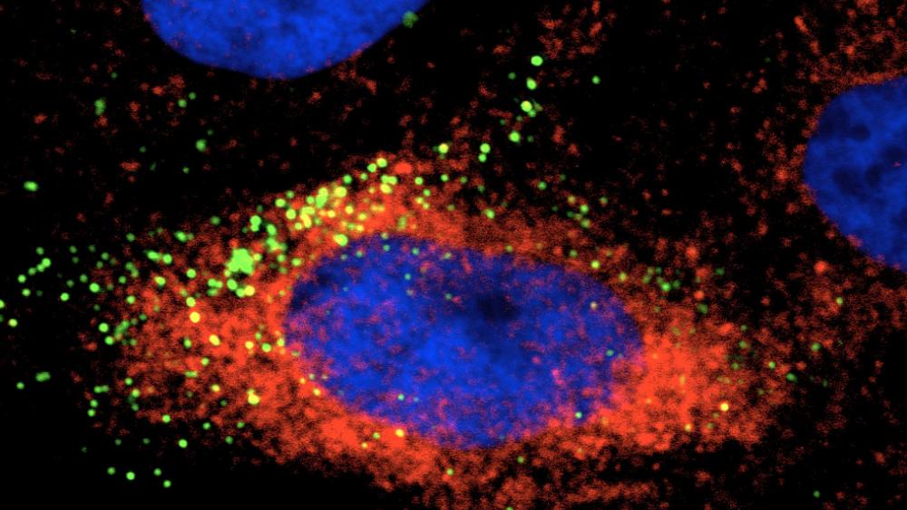 Cellular protein a target for Zika control | Penn State University