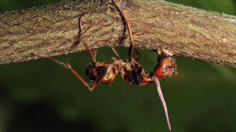 Zombie ant fungi 'know' brains of their hosts | Penn State University
