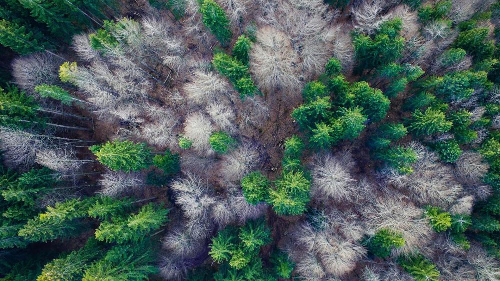 Borland Project Space to host exhibit, workshop on commercial drone ...