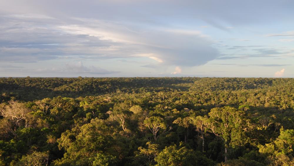 Storms, ozone may play pivotal role in rainforest cloud creation | Penn ...