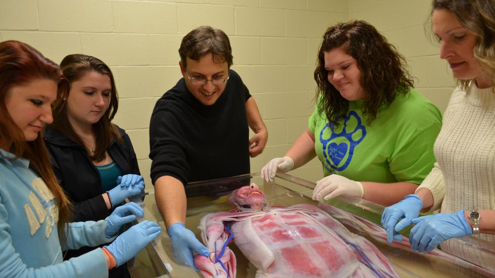 Synthetic cadaver is the newest addition at Penn State Shenango | Penn ...