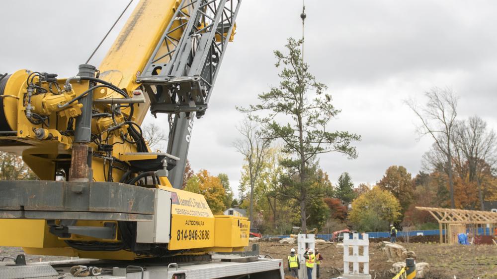 Two tall 'snag' trees installed in Arboretum's new Pollinator and Bird ...