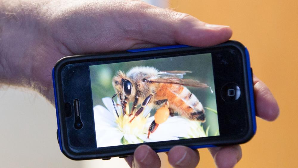 Cell phones could be a lifeline for honey bees and beekeepers in Africa ...