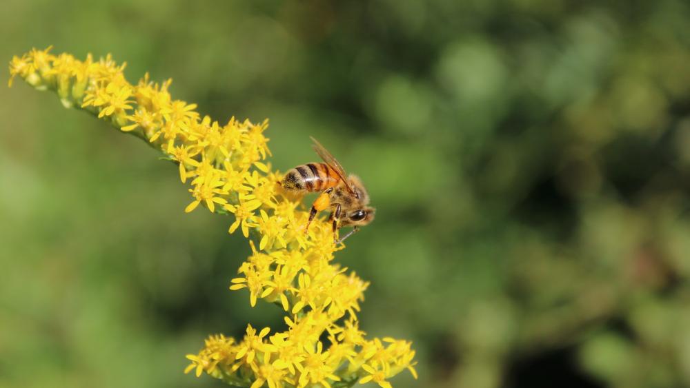 Computational scientists help enable, scale agricultural research ...