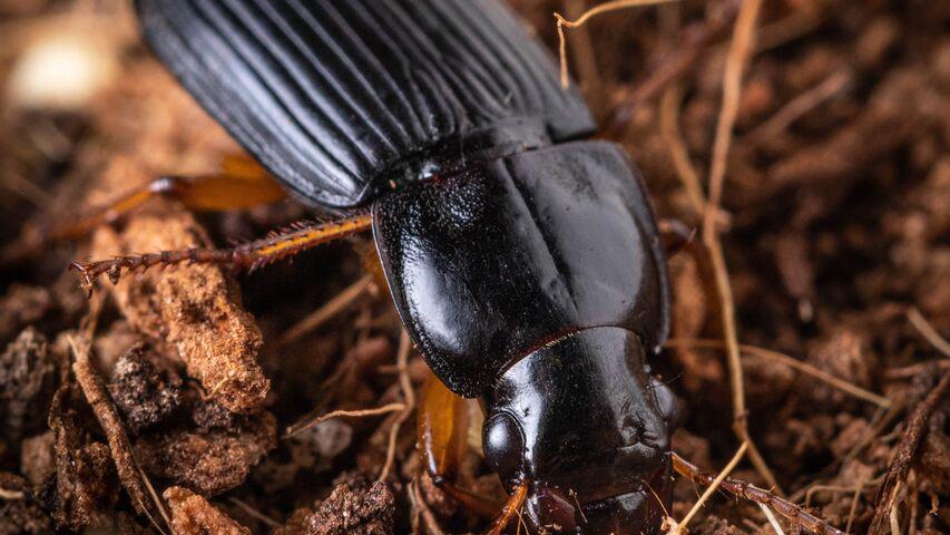 Material that shields beetle from being burned by its own weapons ...