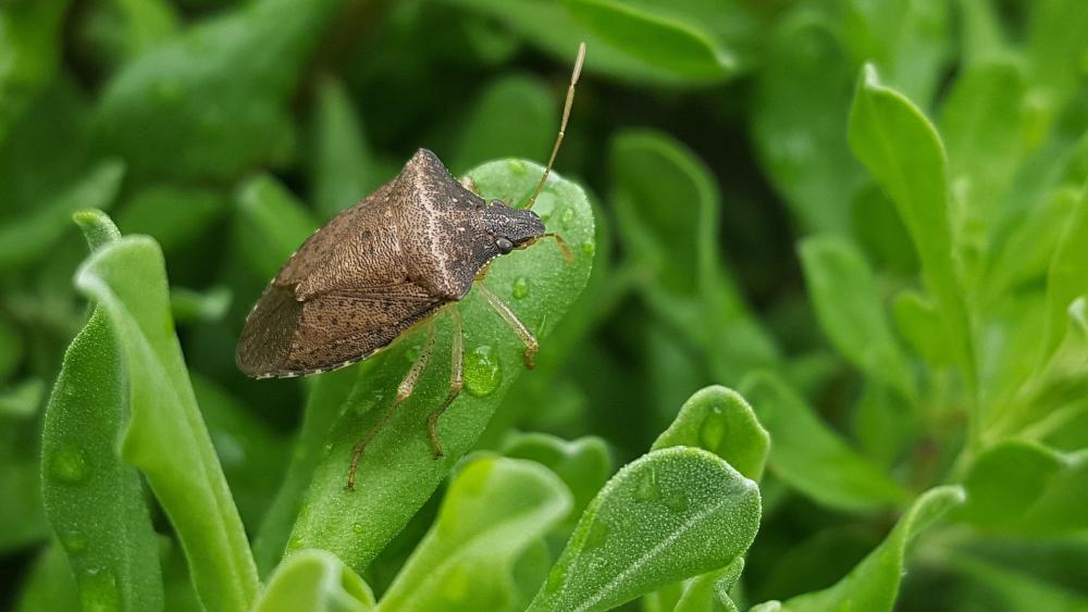 Researchers create information technology tool for pest management ...