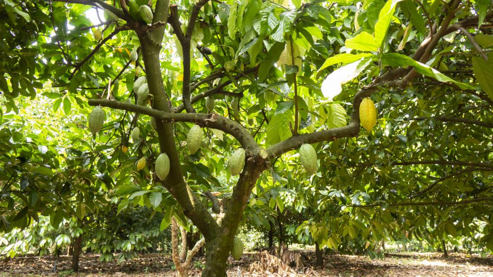 Novel way to ID disease-resistance genes in chocolate-producing trees ...