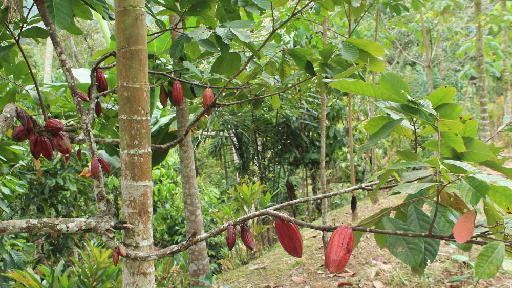 Study of structural variants in cacao genomes yields clues about plant ...