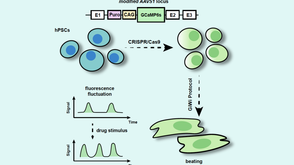 Process makes stem-cell-derived heart cells light up | Penn State ...