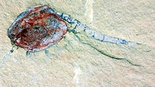 Paleonursery offers rare, detailed glimpse at life 518 million years ...