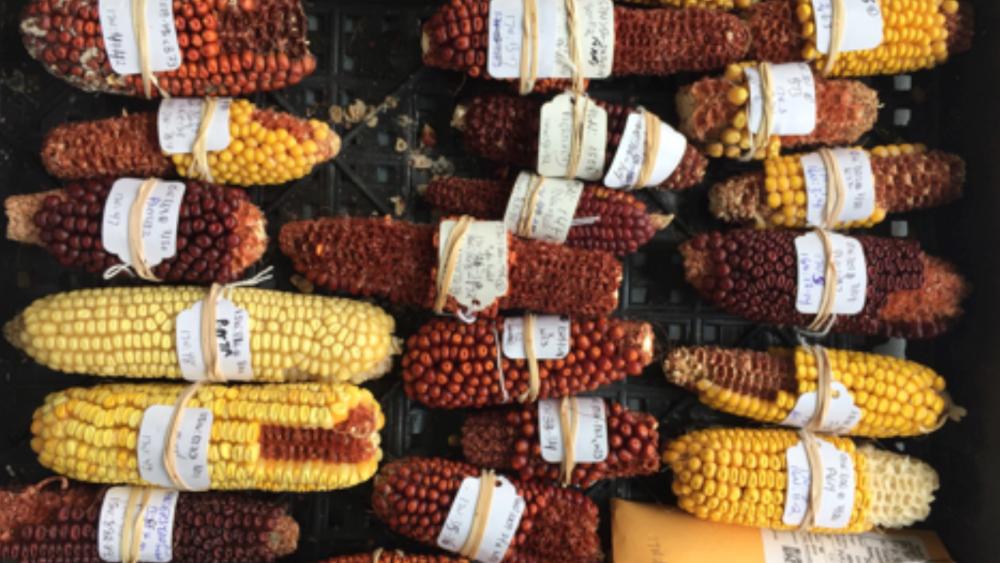 Corn genetics research exposes mechanism behind traits becoming silent ...