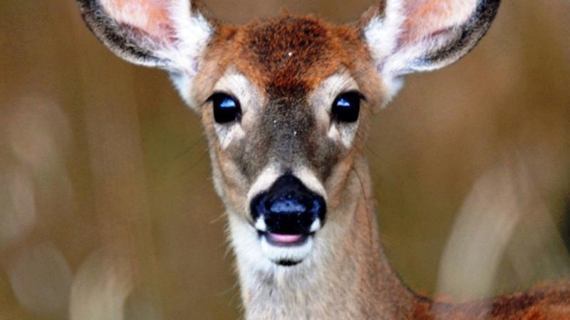 Researchers to focus on factors affecting forest regeneration | Penn ...