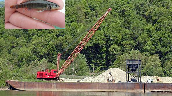 Research shows river dredging reduced fish numbers, diversity | Penn ...