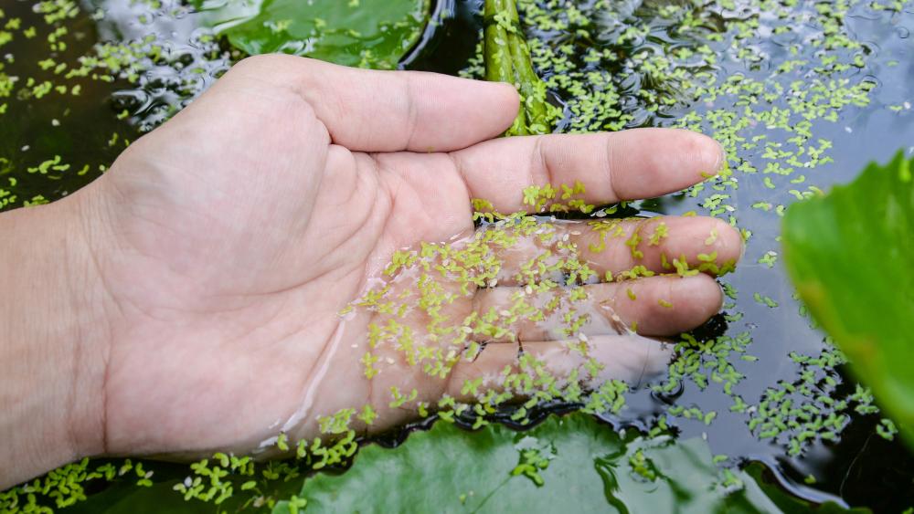 Energizing the food-energy-water nexus: the fortuitous tale of duckweed ...