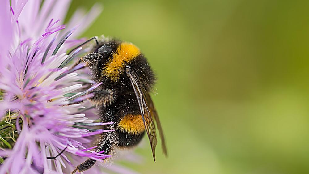 Scientists uncover the genetic pathway that colors bumble bee stripes ...